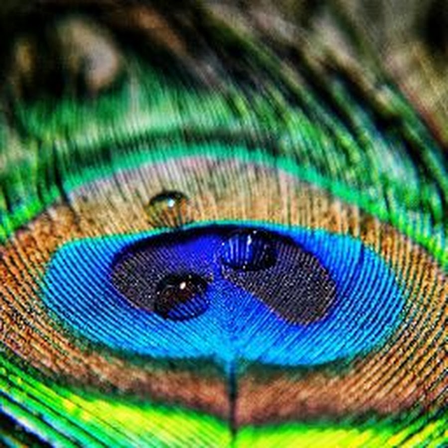 Saket Kumar - YouTube