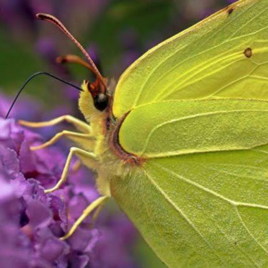 Zitronenfalter - YouTube