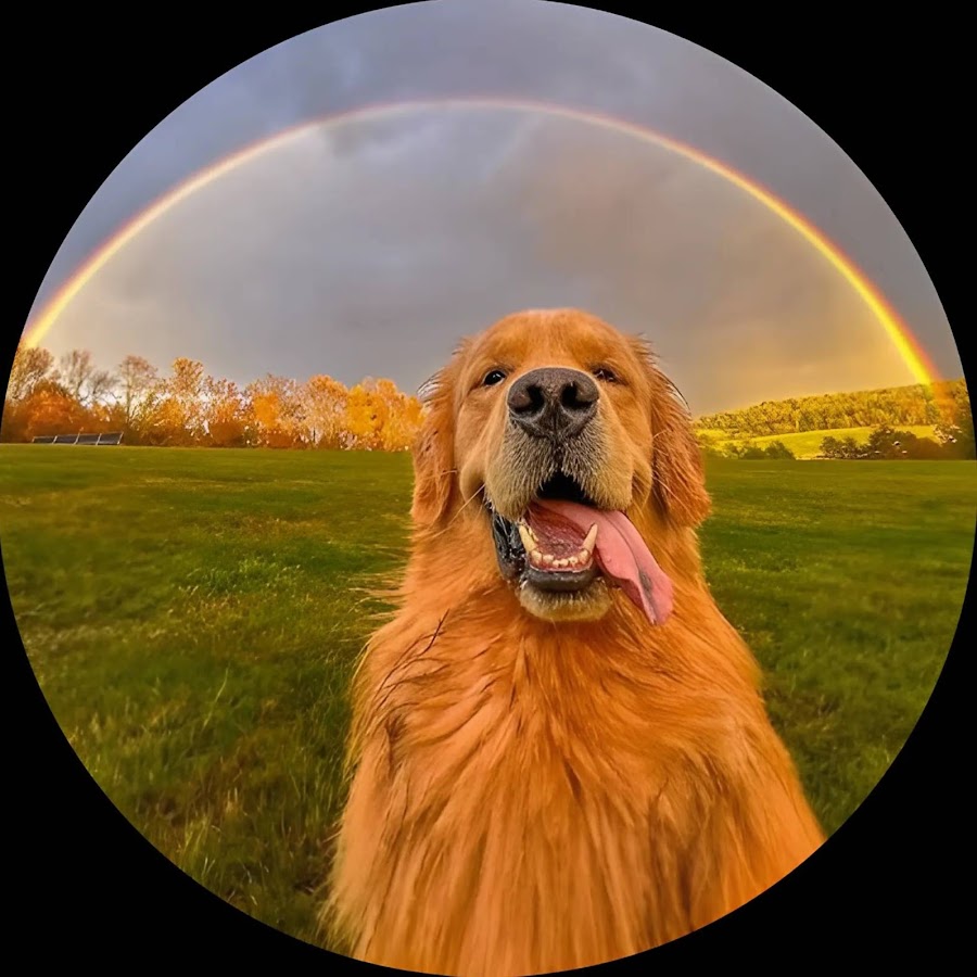 AIdro_lIZnFK2IuqQQie__2W6UjiYU7bW38eggT8TaHppifgFUNp=s900-c-k-c0x00ffffff-no-rj