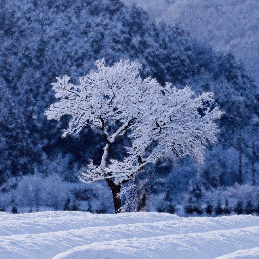 kizawa sumi - YouTube