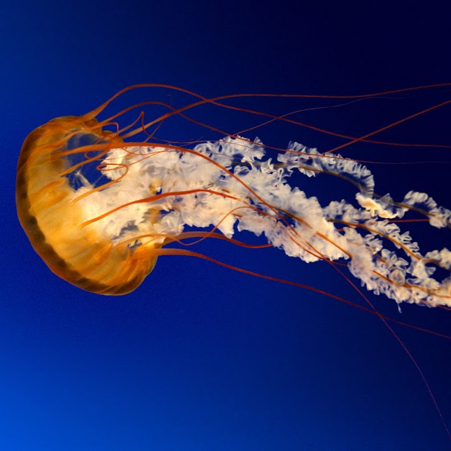 Joyal Santhosh - YouTube