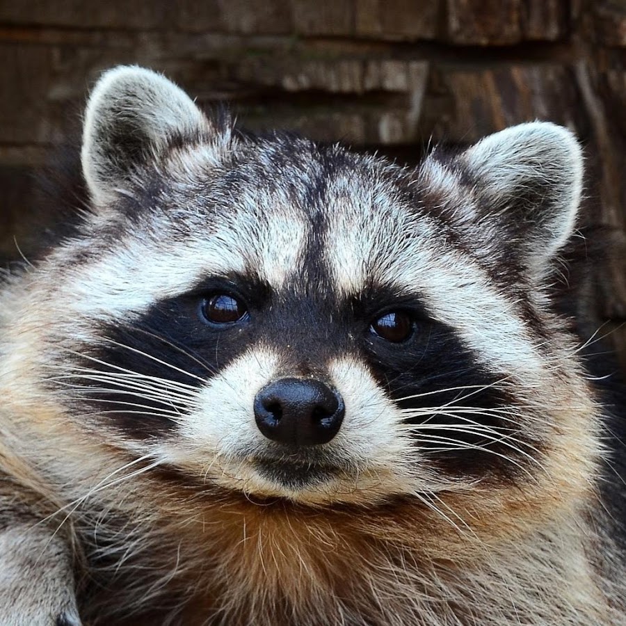 Пушистый Енот - YouTube