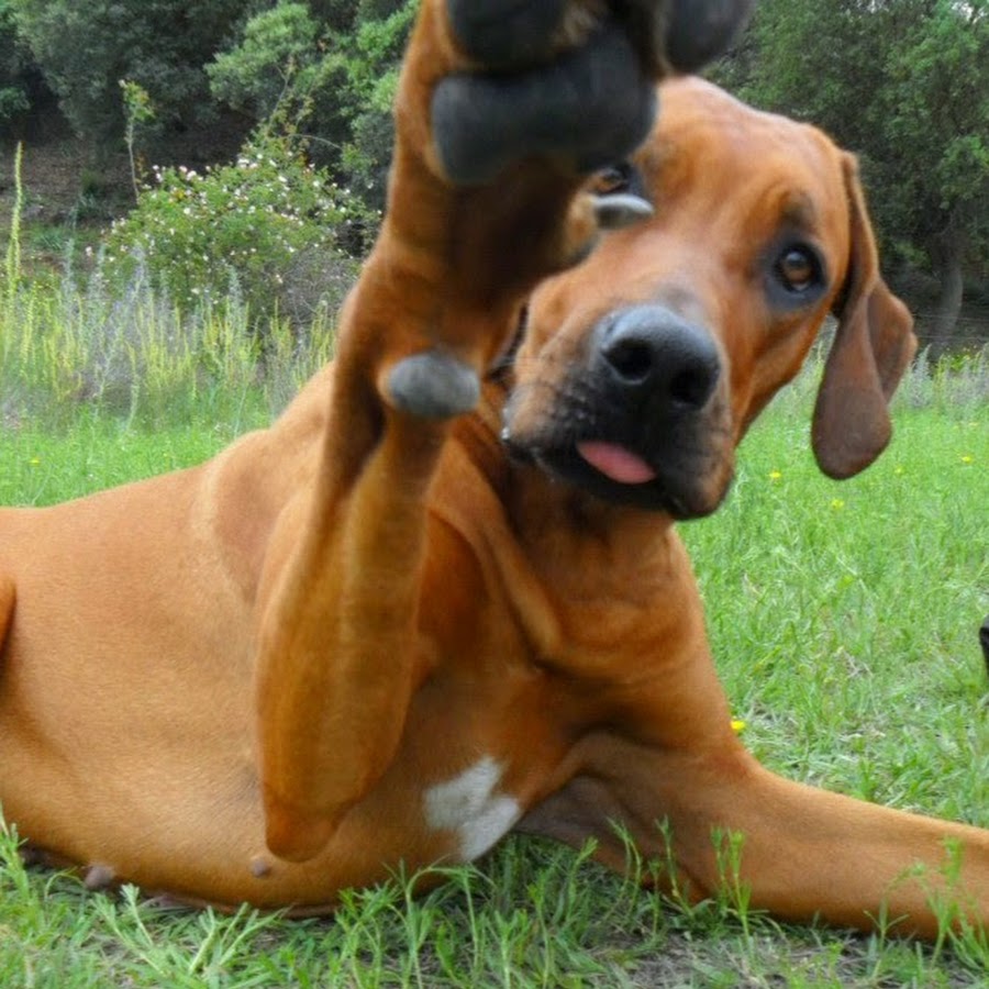 Dimitar Ivanov - YouTube