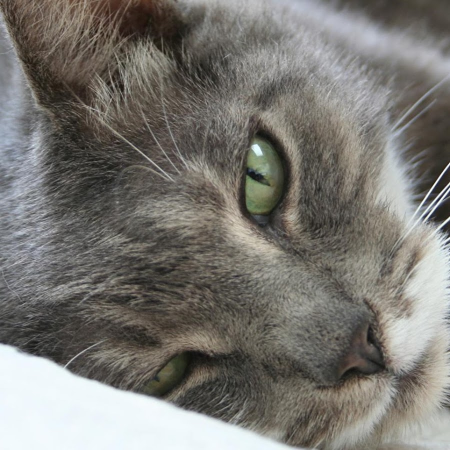 Barsik Play - YouTube