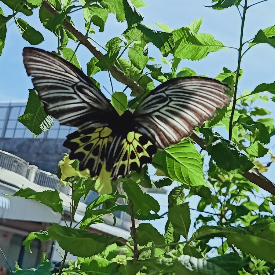 Phim Vuthy - YouTube