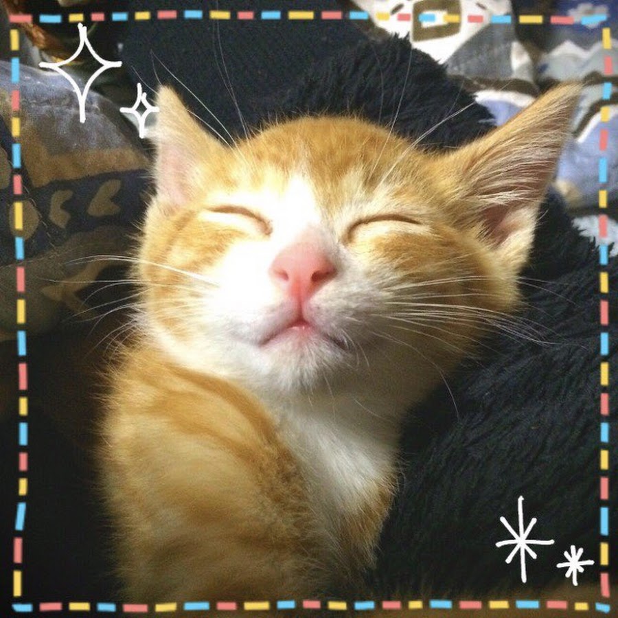 Cats Channel - YouTube