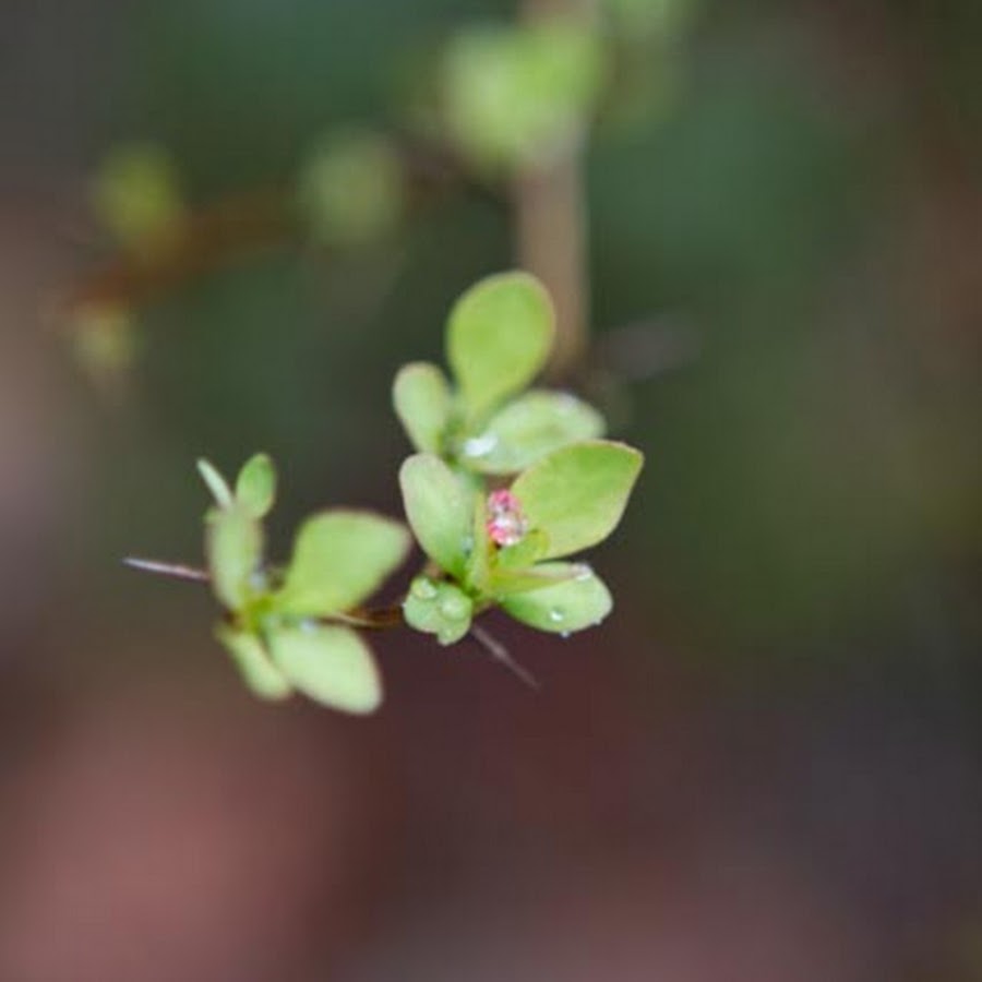 Janine NT2 - YouTube