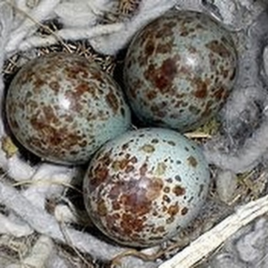 AvianLearning - YouTube