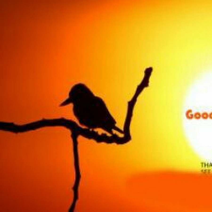 Palash Chatterjee - YouTube