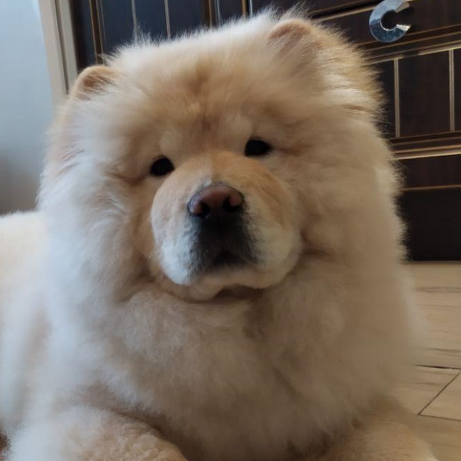 Чау-чау НАЛА Chow-Chow NALA - YouTube