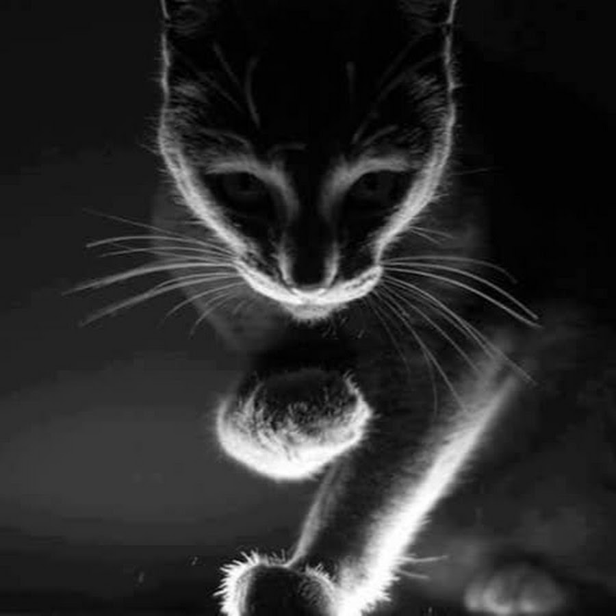 Devil Dust - YouTube