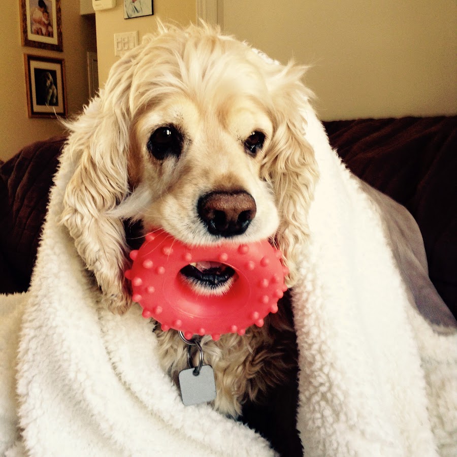 Champ's Empire - YouTube