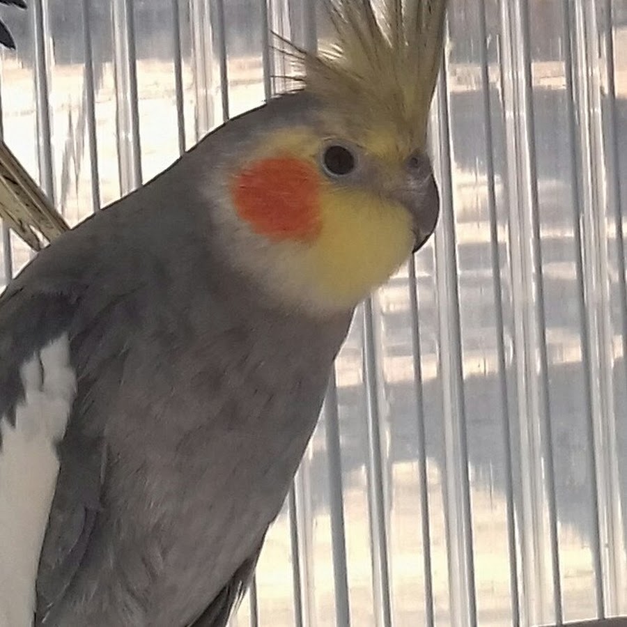 Lemon calop - YouTube