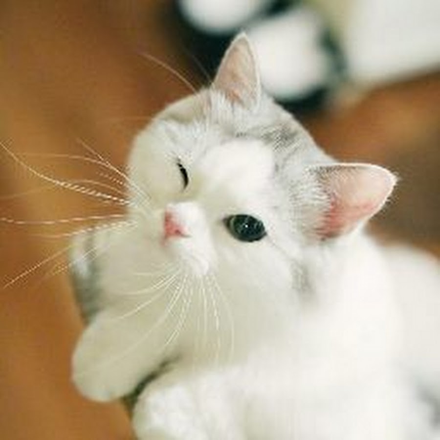 Manjunatha D N - YouTube