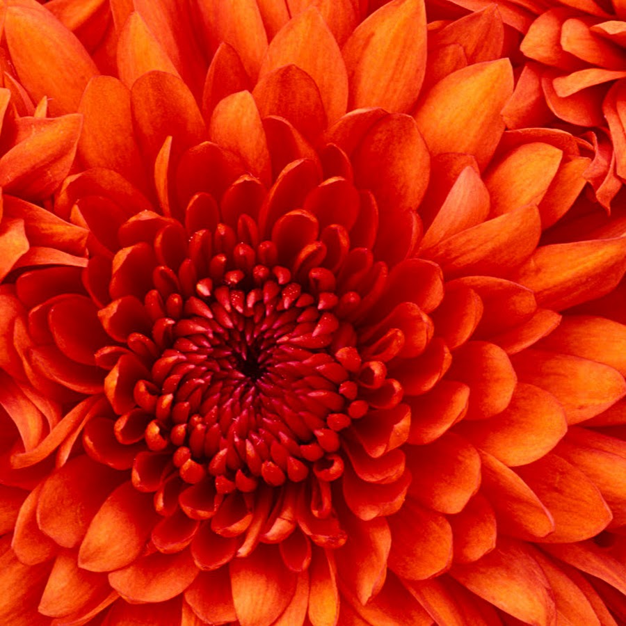 emmanuel jose - YouTube