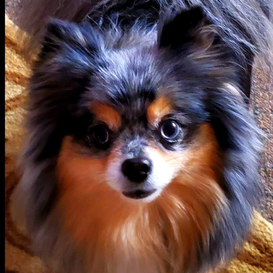 William Falck - YouTube