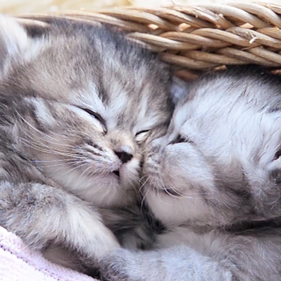 Alicia Raby - YouTube