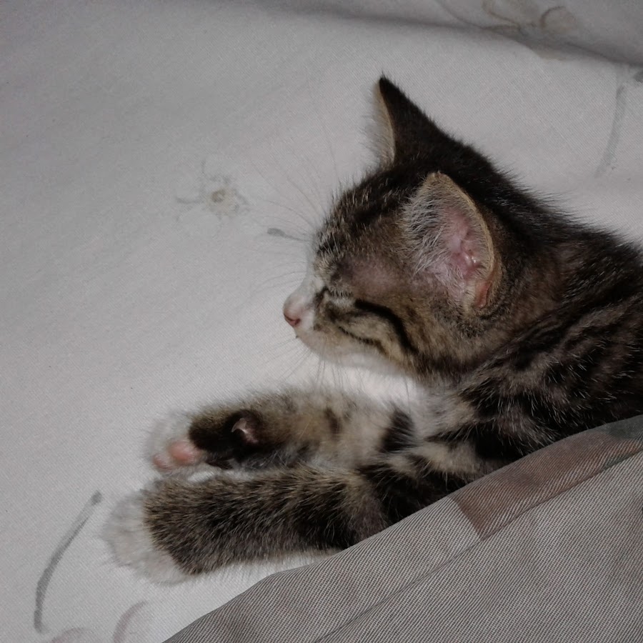 Joshua Lindo - YouTube