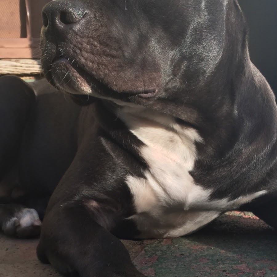 Brandon Banuelos - YouTube