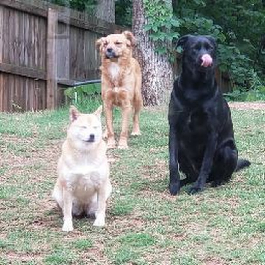 AIdro_mOSIIvnLbxgi-xIdDSsF_52FA-gbPF8fwdhsnLPQ=s900-c-k-c0x00ffffff-no-rj