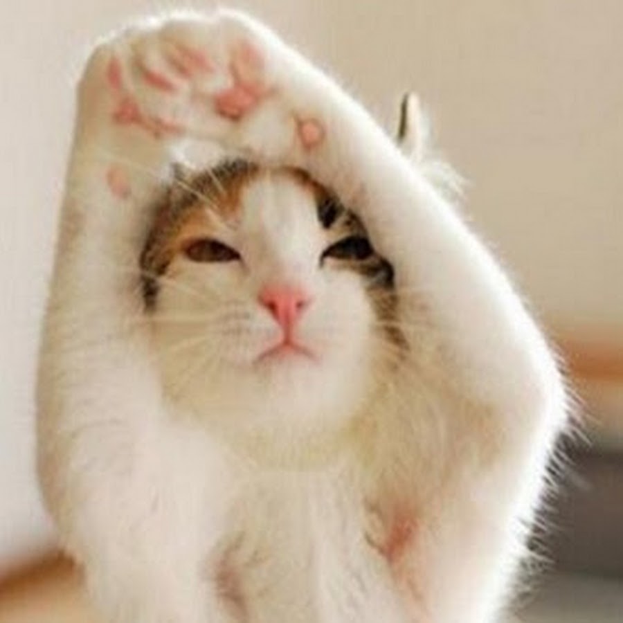 Apple Meow - YouTube