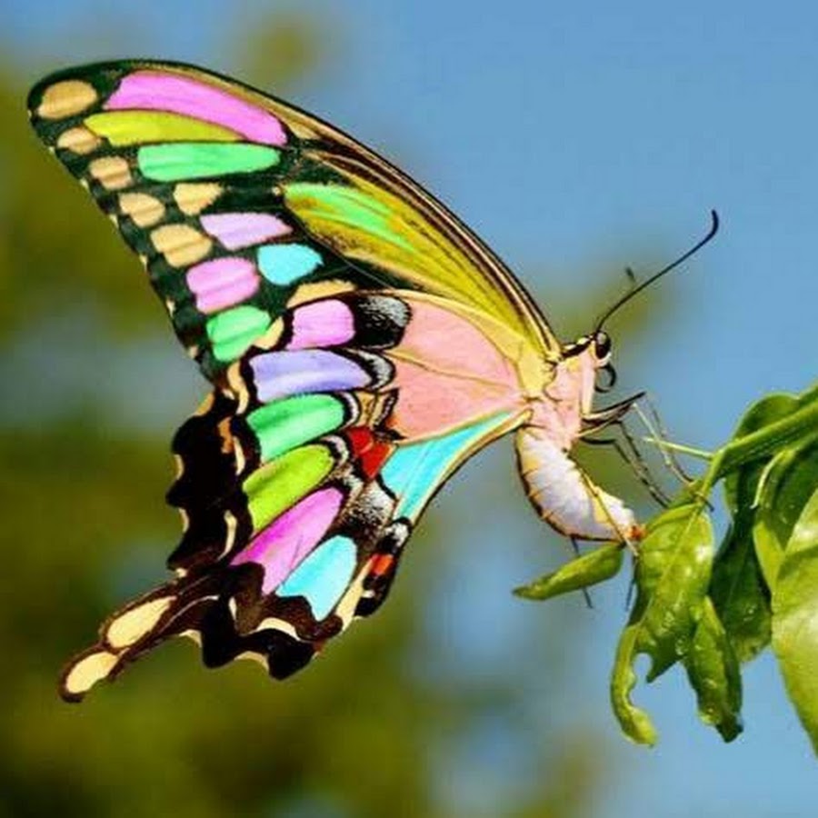 Rohan Prasad - YouTube