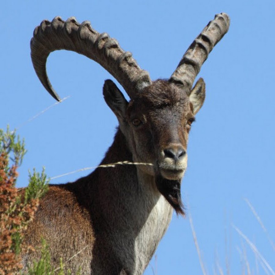 Sheger Info - YouTube