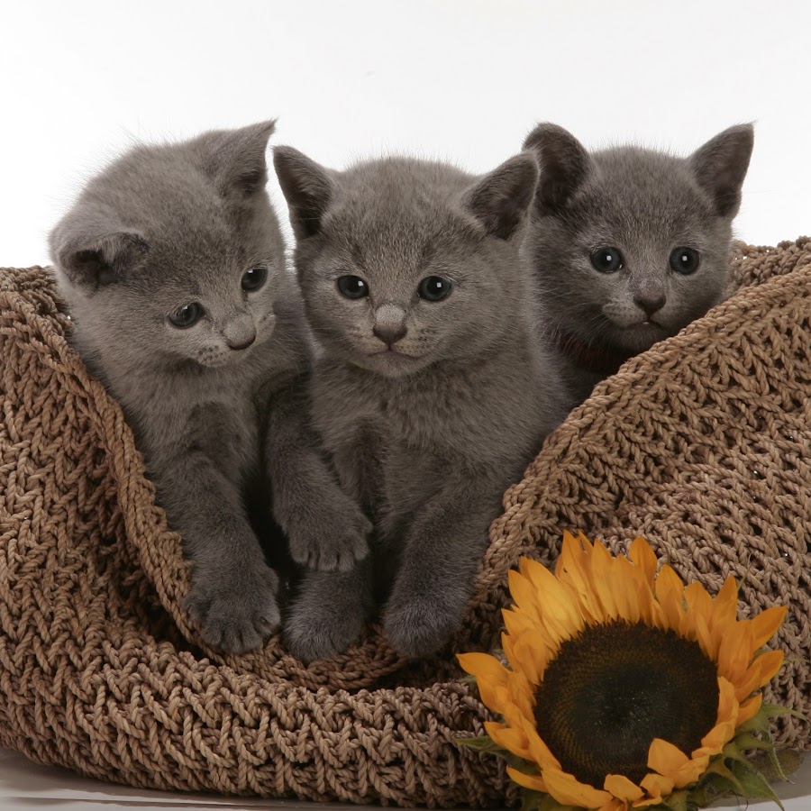 Zoe Parfitt - YouTube