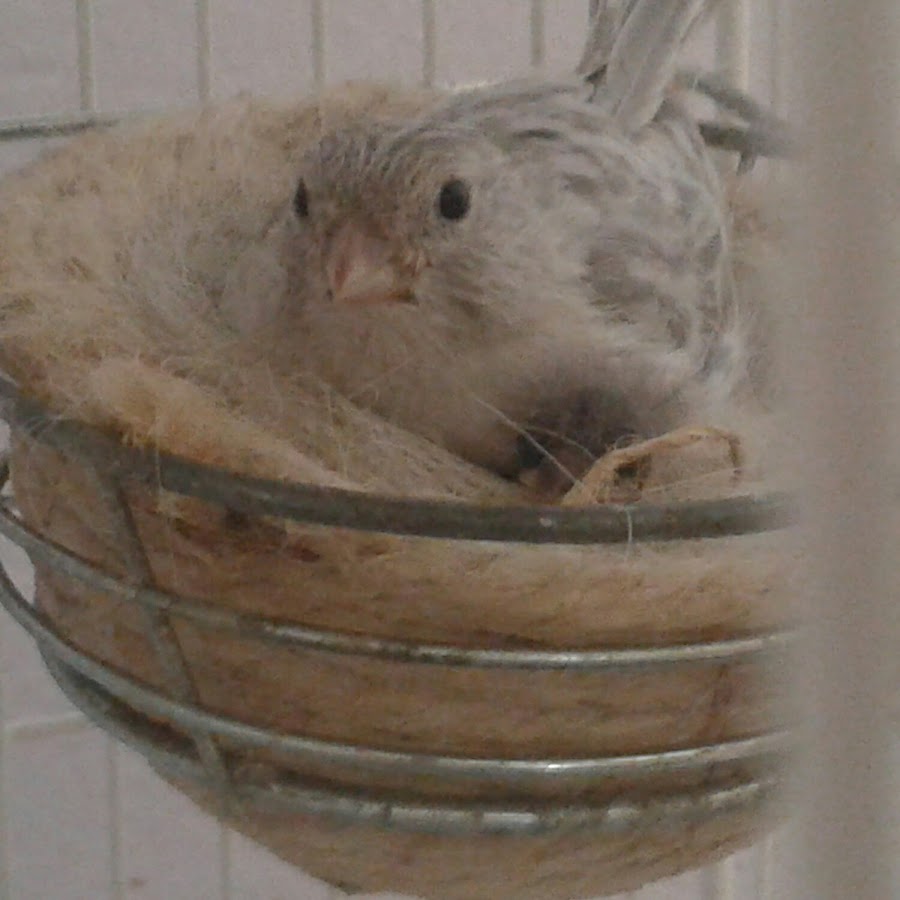 AVIARIO JCJ - YouTube