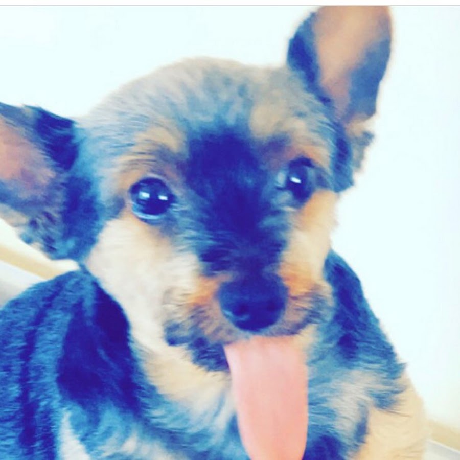 Chloe Loves You All Youtube