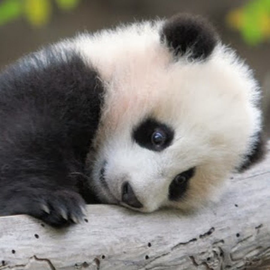 Autumn Salinder (MandaPanda) - YouTube