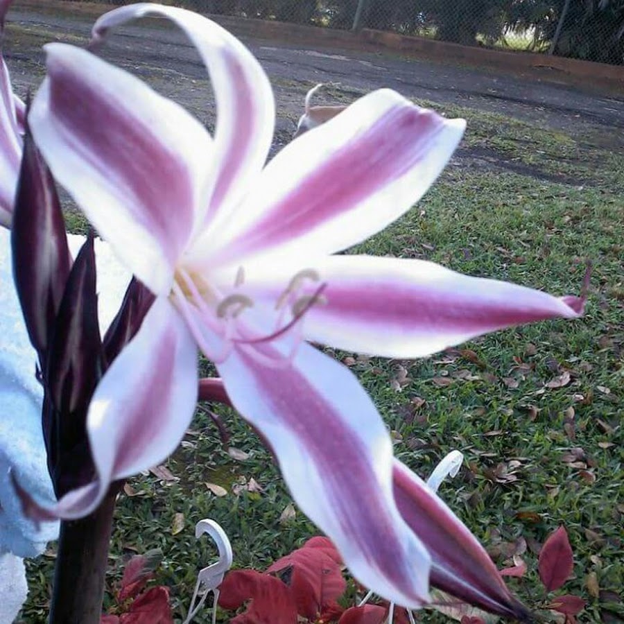 Iris Noelia Perez Cosme - YouTube