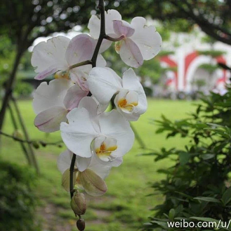 chui yie choo - YouTube