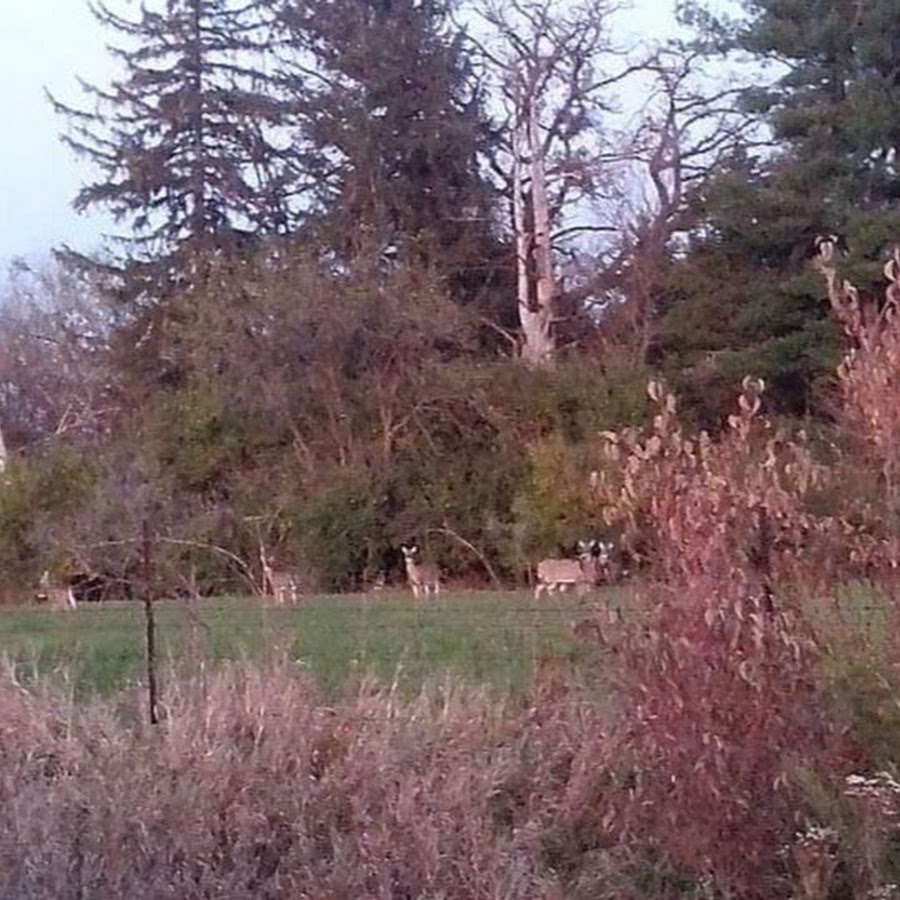 Timber Ghost - YouTube