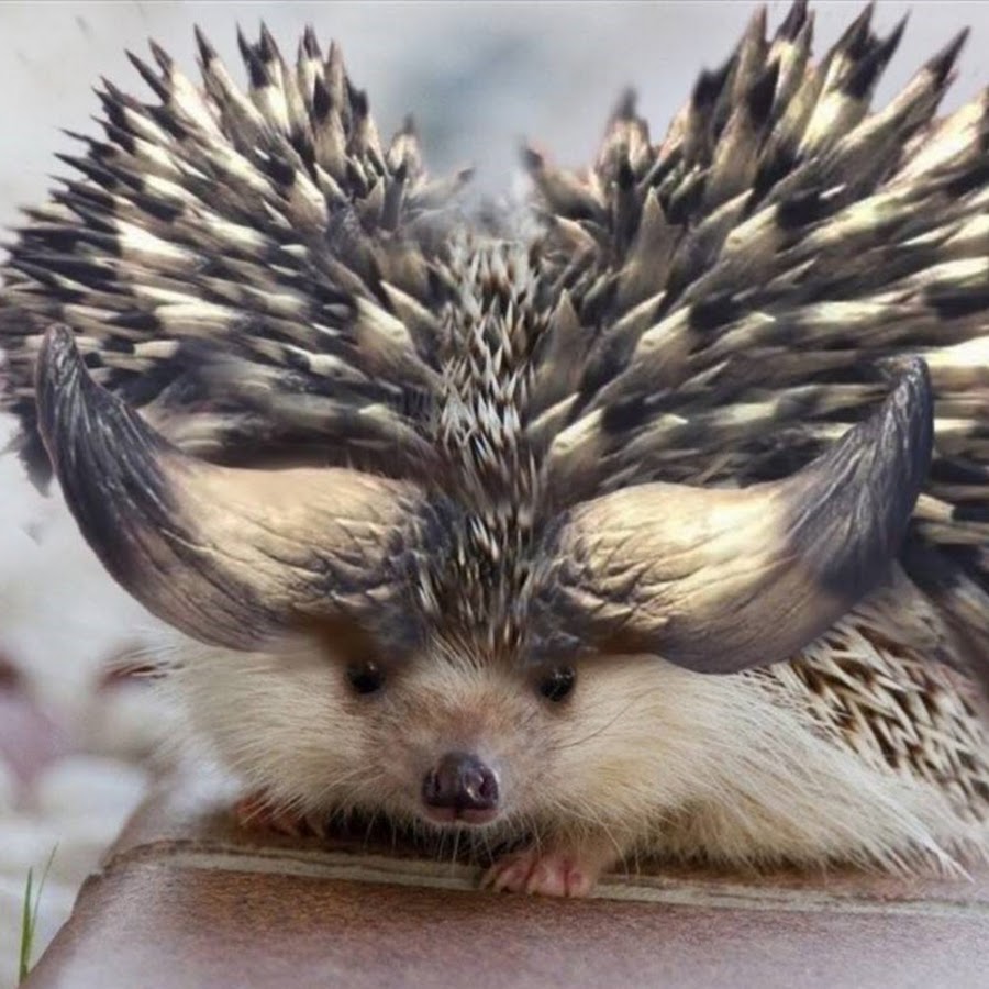 Zhen Huang - YouTube