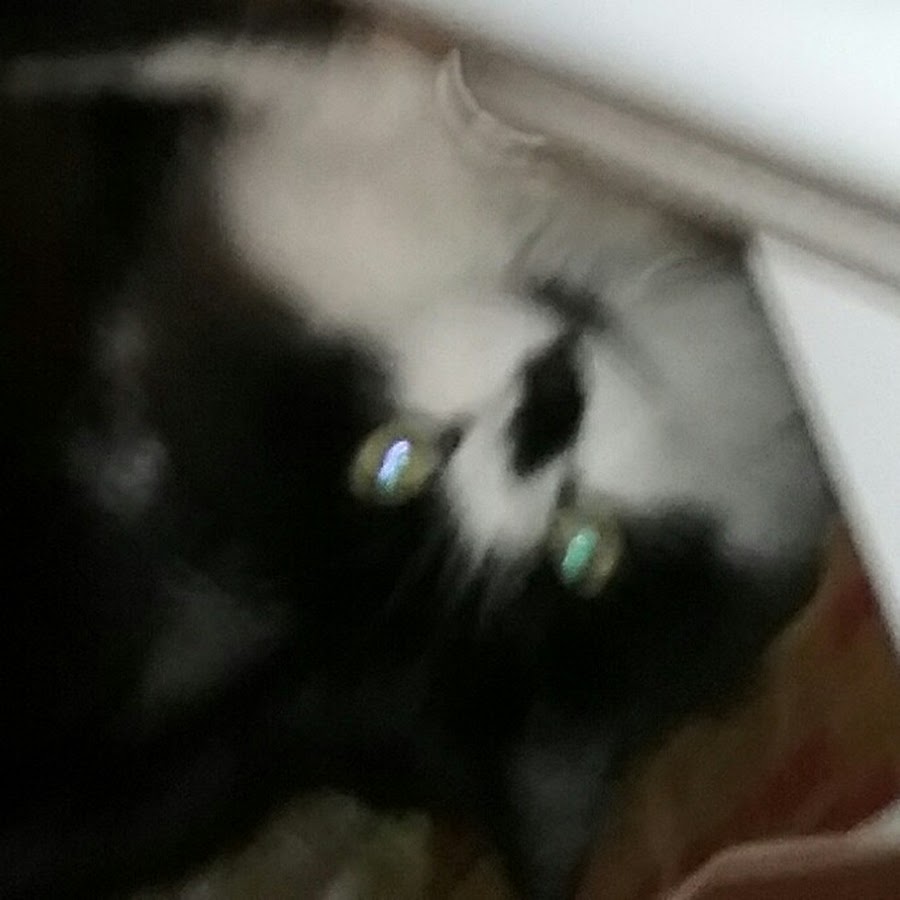 fan of funkee bunch and fgteev - YouTube