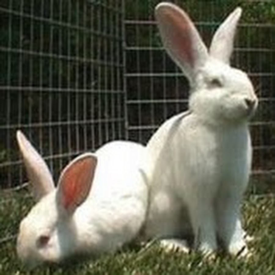 Alpha Rabbit - YouTube