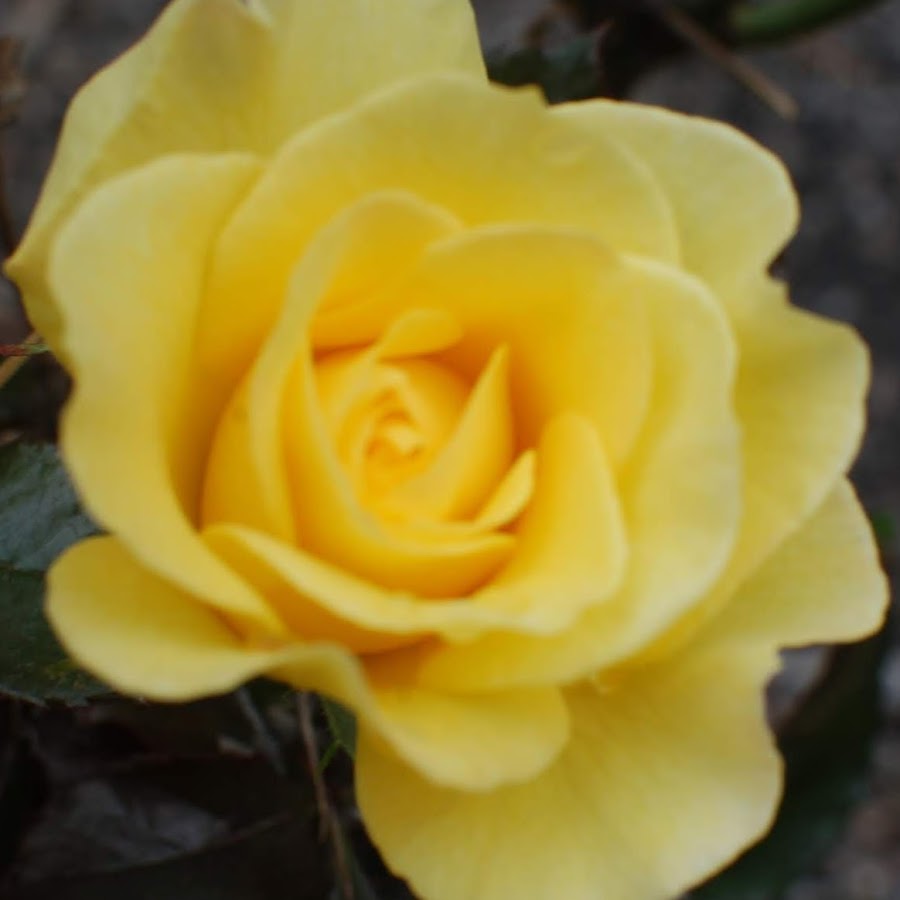 Katie Butler - YouTube