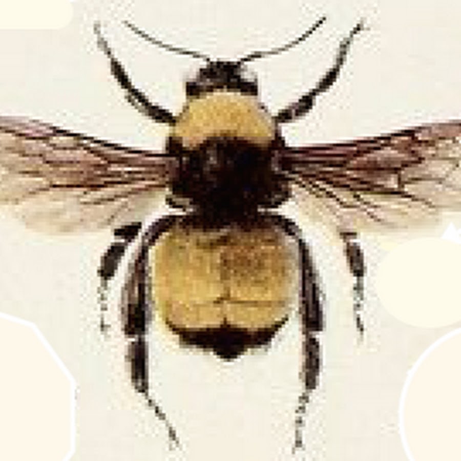 Pat Hummel - YouTube