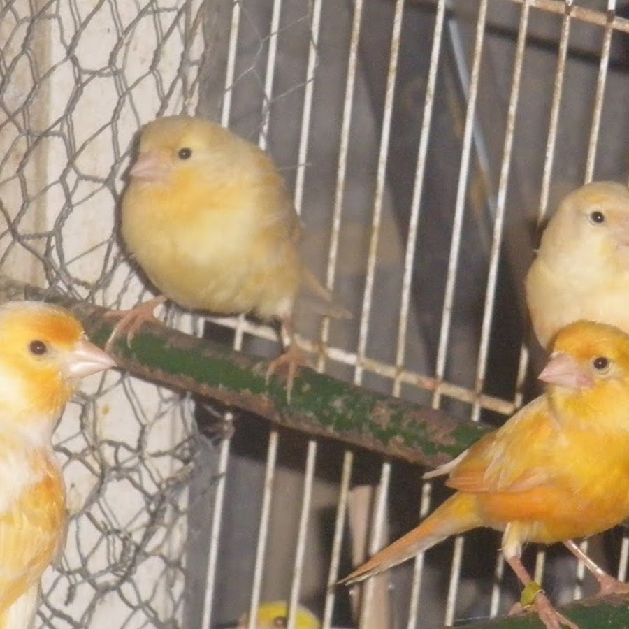 tutoriales de informatica, y posibles soliciones y preguntas - YouTube