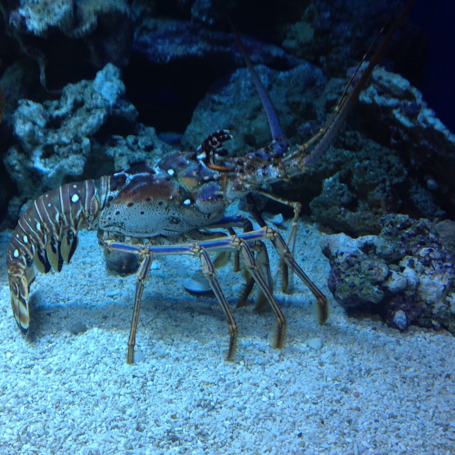 AIdro_nKMgHT1ZkoIhg2pl8eO2mZUaps5dN5ekXh011HH0ML8ZY=s900-c-k ...