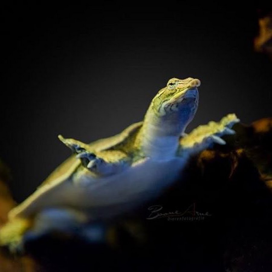 Turtle Squad - YouTube