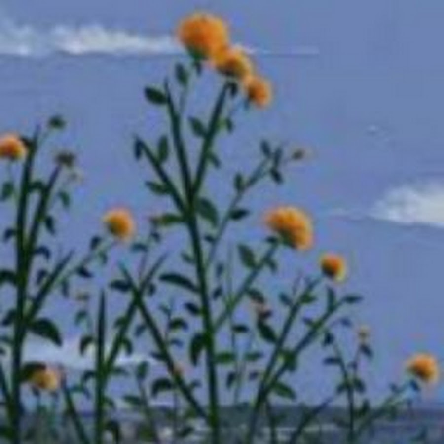 Brisa Aranda - YouTube