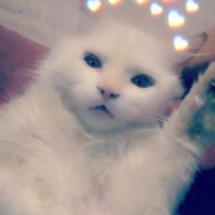 Shahd Abdoo - YouTube