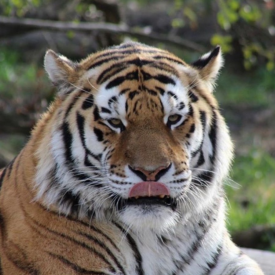 TIGER TRICK - YouTube