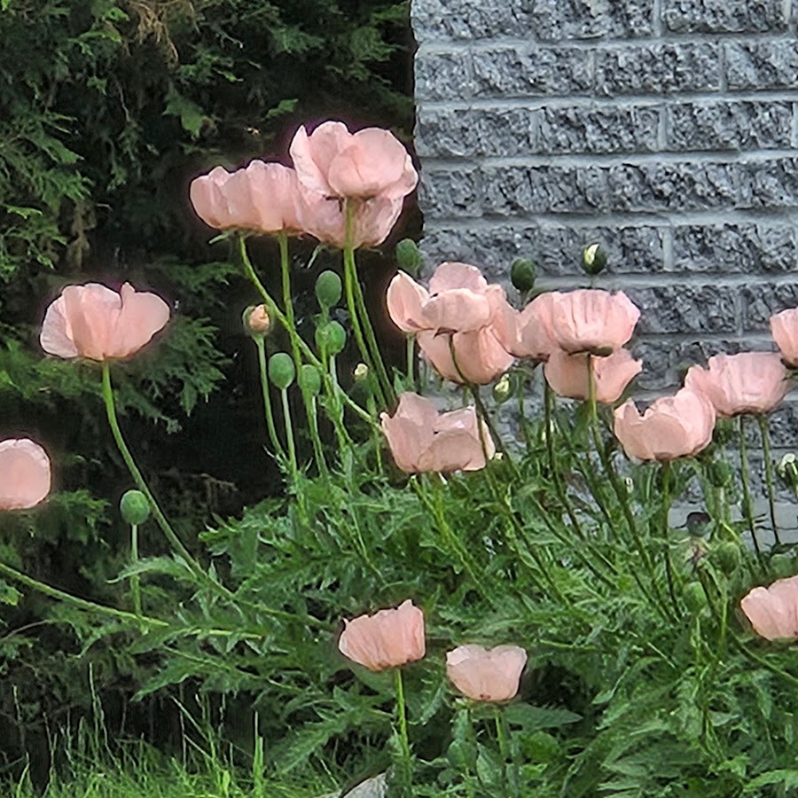 Nicole Leblanc - YouTube