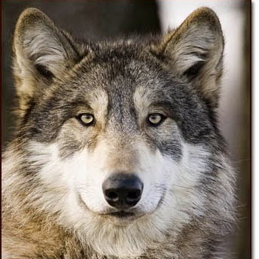 Christopher Ferris - YouTube