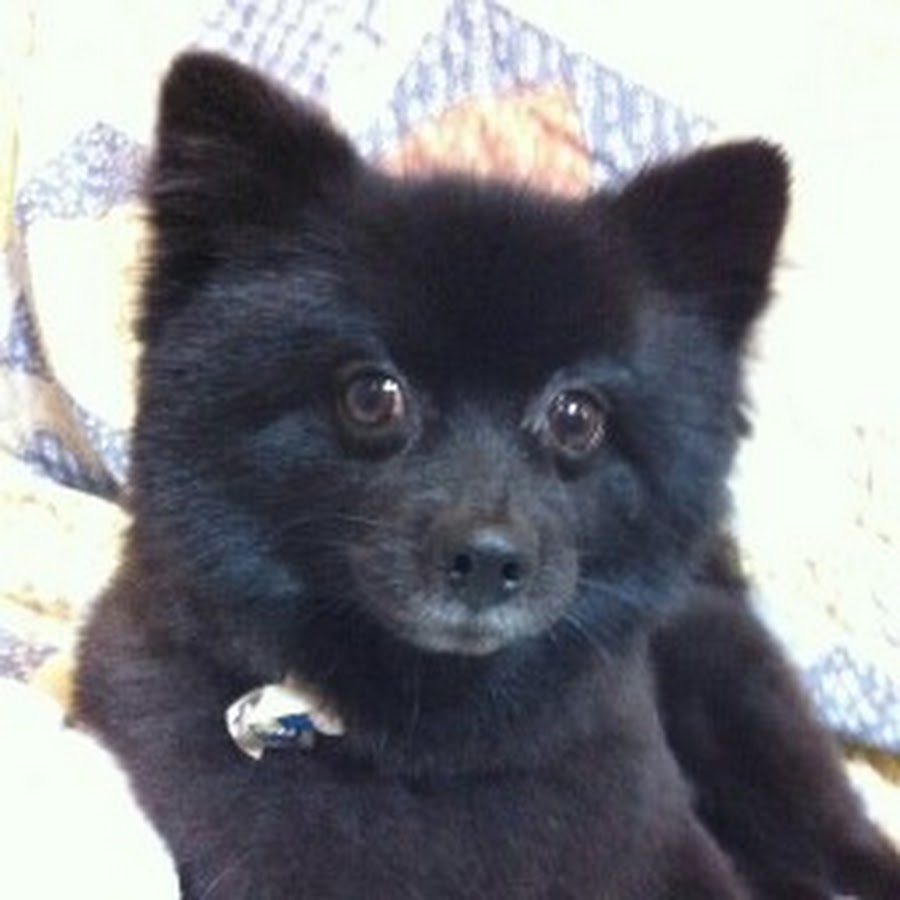 hirofumi hashimoto - YouTube