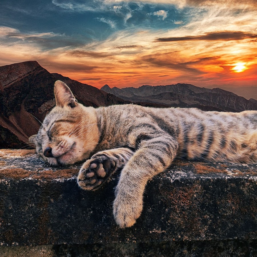 AIf8zZR01B0YrfL2gYG8UbsgRT3CSITerOMHYTEC9eWz2A=s900-c-k-c0x00ffffff-no-rj