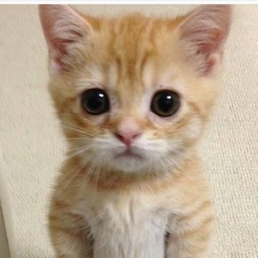 AIf8zZRxp54KHd6hTd75ffmcndow_g2g8_TQhv3OES1otw=s900-c-k-c0x00ffffff-no-rj